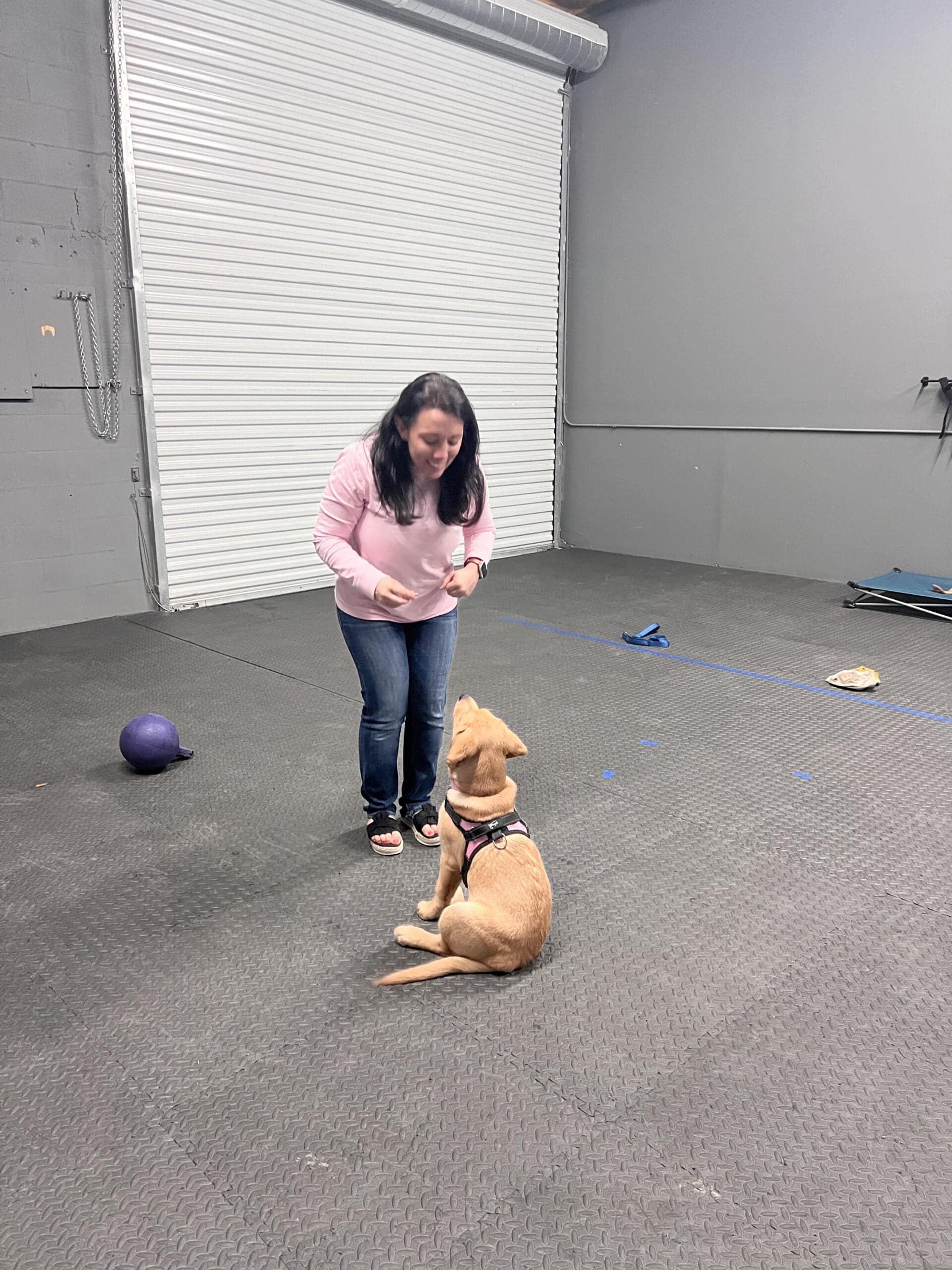 Procyon Training