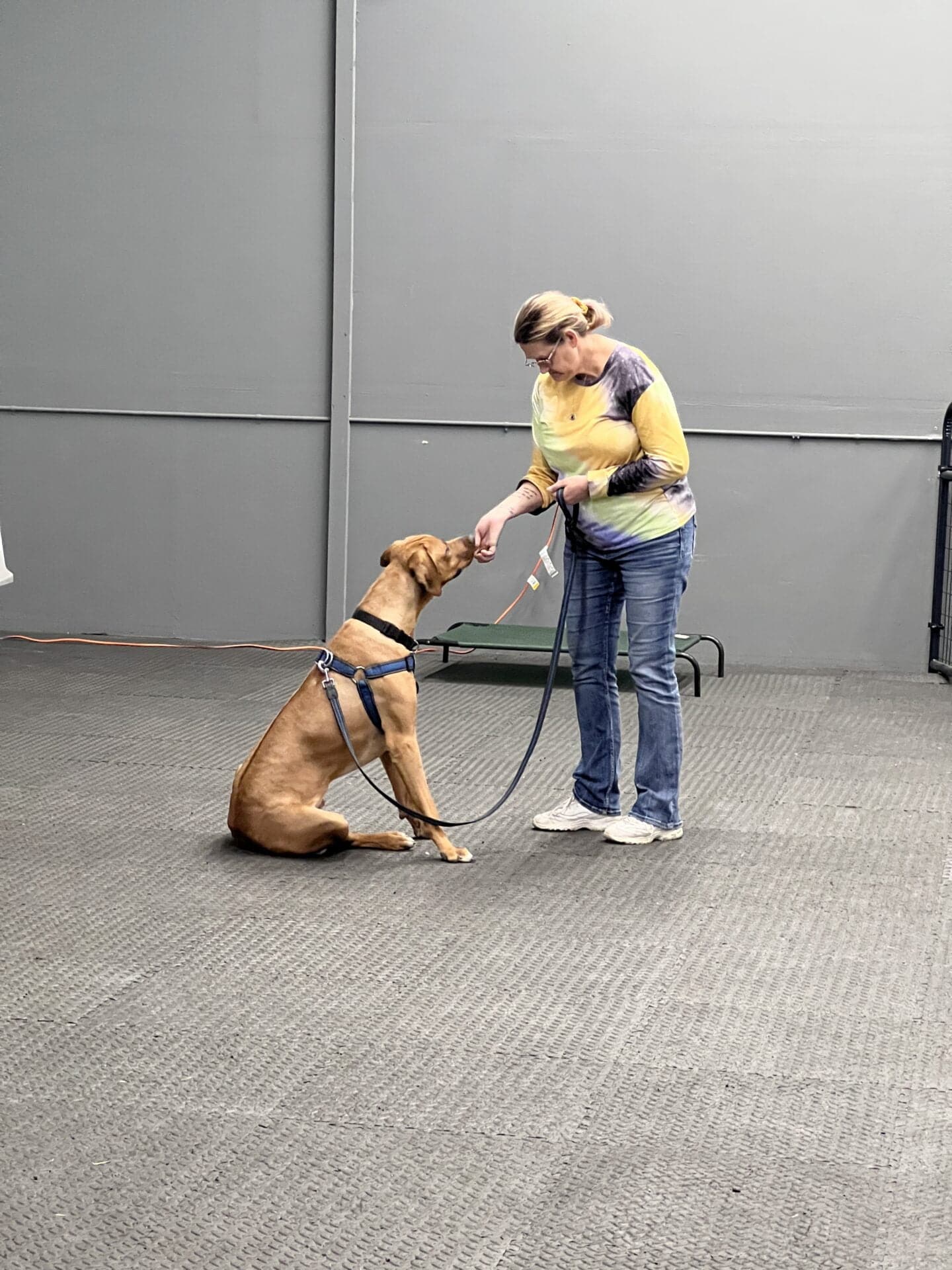 Level 1 Basic Dog Obedience Archives | Procyon Training