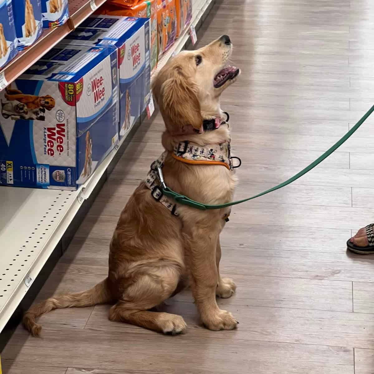 Level 1 Basic Dog Obedience Archives | Procyon Training