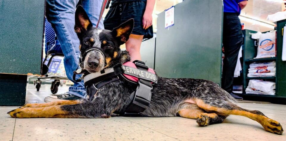 Owner Trained, Trainer Assisted Service Animal Program | Procyon Training